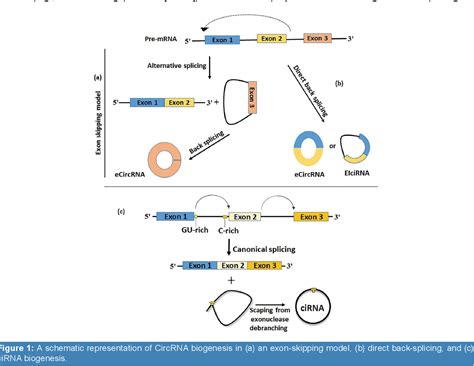 Figure 1 From The Role Of Circular Rnas In Male Infertility And