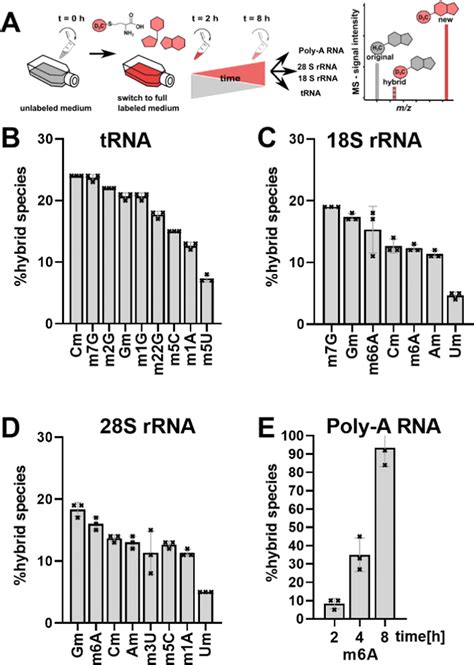 Temporal Resolution Of Nail Ms Of Trna Rrna And Poly A Rna Is Overcome