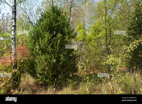 Juniperus Communis The Common Juniper Is A Species Of Conifer In The