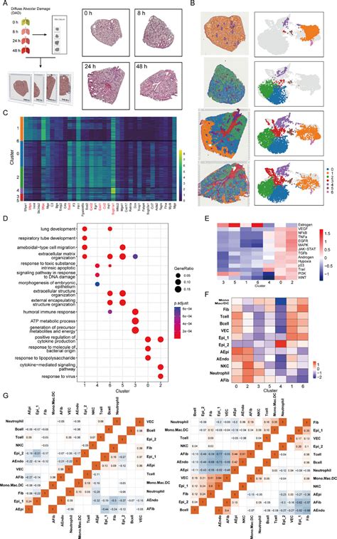 Spatiotemporal Single‐cell Transcriptomic Profiling Reveals