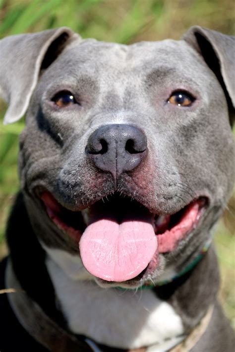 anya villalobos rescue center