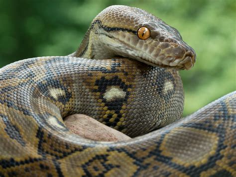 nine foot python on loose in cambridge the independent