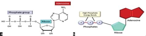 Atp Structure Labeled