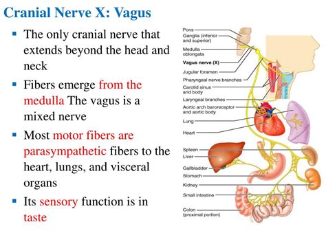 Vagus Cranial Nerve Function