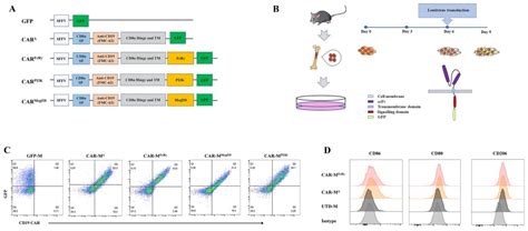 Car Macrophages And Car T Cells Synergistically Kill Tumor Cells In Vitro