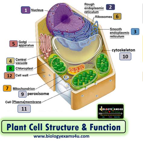 Parts Of Plant Cell And Its Functions