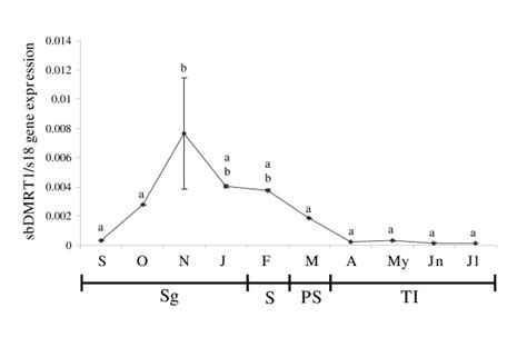 dmrt1 gene expression in the gonad the mrna levels of dmrt1 were
