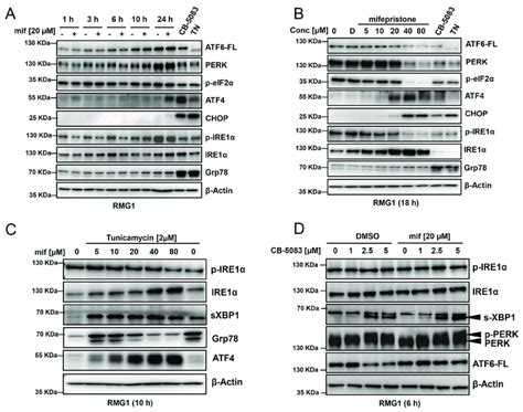 Mifepristone Shows Atypical Modulation Of The Unfolded Protein