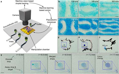Machine Learning Guided Droplet Microfluidic Platform