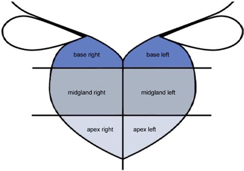 Prostate Anatomy Base Apex