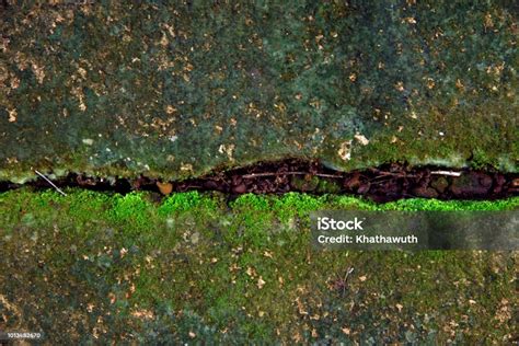 Latar Belakang Dan Tekstur Lumut Hijau Foto Stok Unduh Gambar