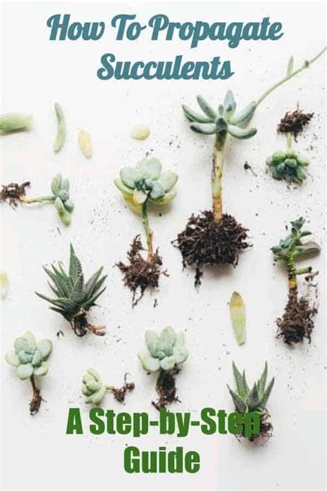 4 Easy Ways To Propagate Succulents A Step By Step Guide Propagating