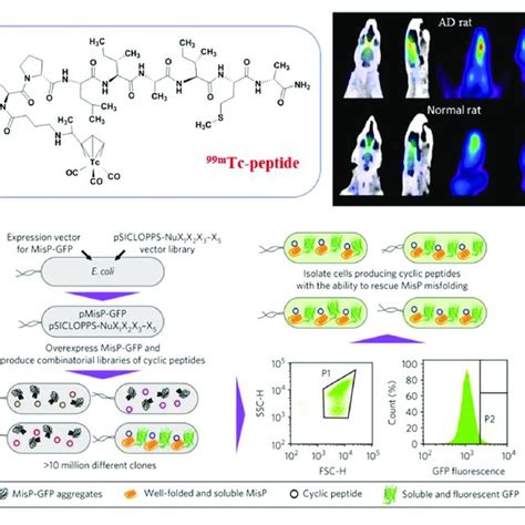 Peptides From Phage Display Library Screening Methods A Transform
