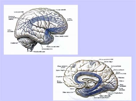 Telencephalic Cortex Nomenclature Paleocortex Archicortex Allocortex