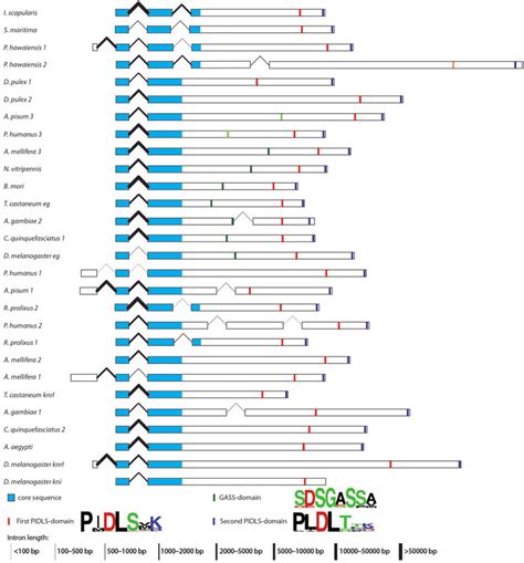 The Intron Exon Structure Of The 28 Sequences Used In The Analysis The