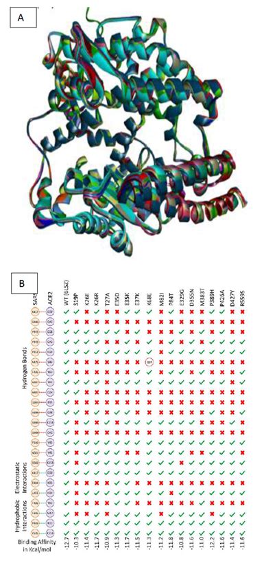 Figure 6 A Structure Comparison Of 17 Ace2 Allelic Variants