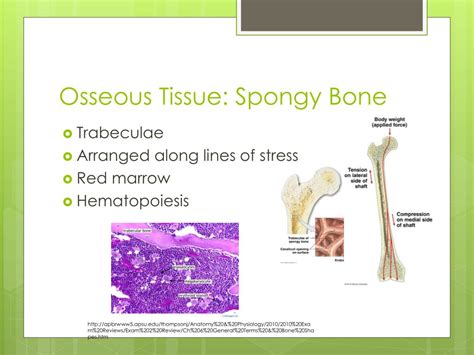 Ppt Osseous Tissue And Bone Structure Powerpoint Presentation Free