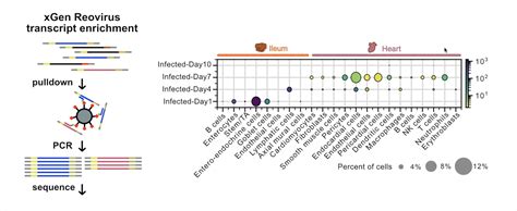 Protocol Modifications Capture Viral Rna In Single Cell And Spatial