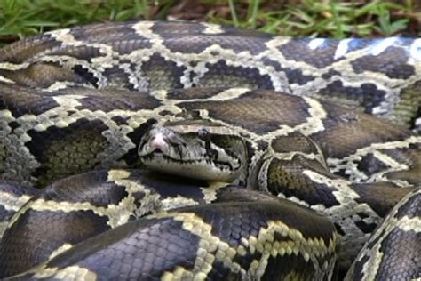 pythons extreme eating abilities evolved quickly genome shows nbc news