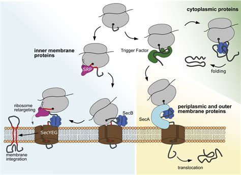 Selective Ribosome Profiling Reveals A Role For Secb In The Co