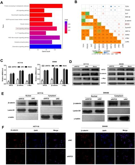 Kif23 Regulates Wnt β Catenin Signaling In Crc A Correlation Between