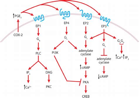 Cyclooxygenase 2 Cox 2 And Prostaglandin E 2 Pge 2 Signaling In