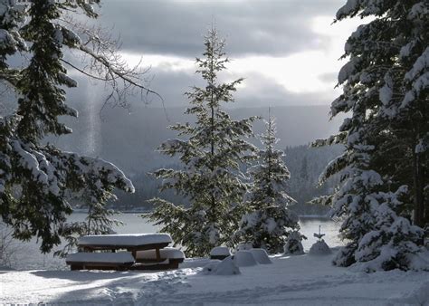 图片素材 景观 树 性质 森林 雪 冬季 多雾路段 日出 山脉 风景 天气 季节 加拿大 冰冷 心情 喇叭花