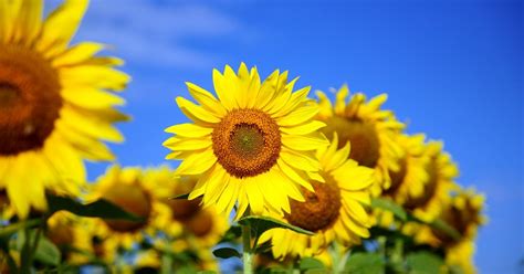 【未使用】相互評価 フリー画像 即決1円 画像データ ひまわり の落札情報詳細 ヤフオク落札価格情報 オークフリー