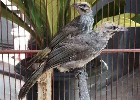 3 Cara Ternak Burung Cucak Rowo Burung Super