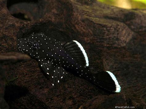 Ancistrus Dolichopterus Звезден Анциструс Българска аквариумна