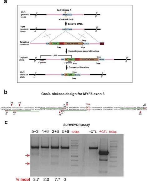 Myf5 Gene Targeting Strategy And Sgrna Design And Evaluation A The