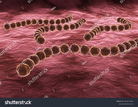 Streptococcus Pyogenes Highly Infectious Pathogenic Bacterium Stock