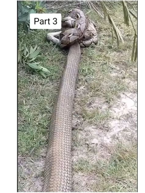 Viral Pertarungan Ular King Kobra Raksasa Dengan Piton Di Kebun Bikin