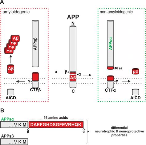 Proteolytic Processing Of Murine Amyloid Precursor Protein App A