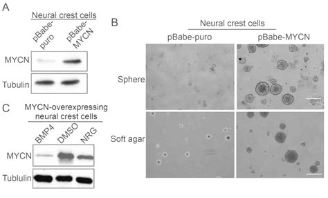 Bmp4 And Neuregulin Regulate The Direction Of Mouse Neural Crest Cell