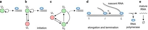 Solving Stochastic Gene Expression Models Using Queueing Theory A