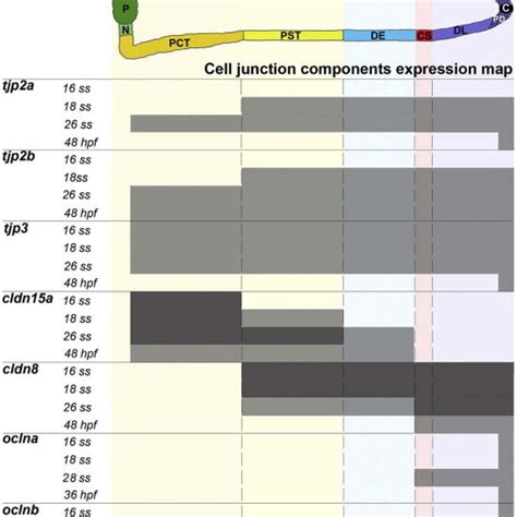 Spatiotemporal Map Of Tight Junction Expression Domains In The