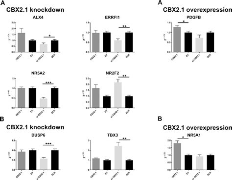 rt qpcr quantification for gene influenced by cbx2 1 expression and