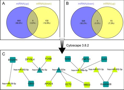Construction Of A Mirna Mrna Visual Regulatory Network A The Venny