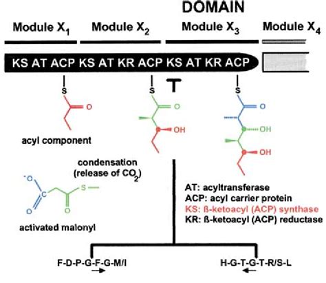 Schematic Model Of The First Domains Of The Polyketide Synthase Based