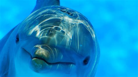 French Beach Town Bans Swimming Because Of A Very Horny Dolphin Mashable