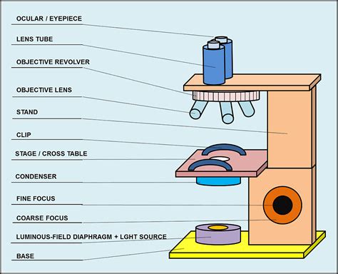 Compound Microscope Light Source Shelly Lighting