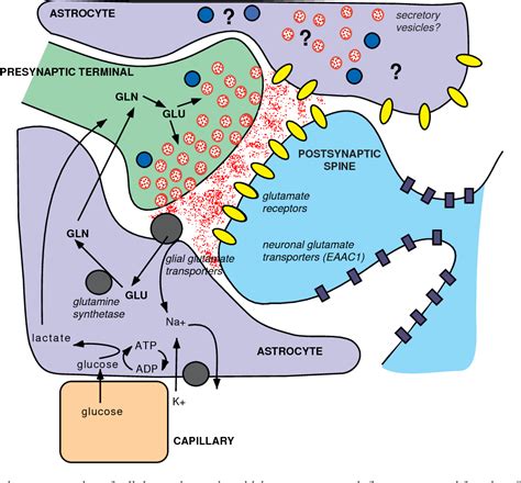 Figure 1 From The Role Of Glial Cells In Synaptic Function Semantic
