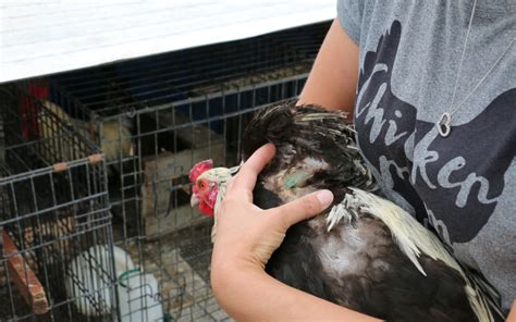 Chook Rescuers Seek Happy Homes For Hens Rnz