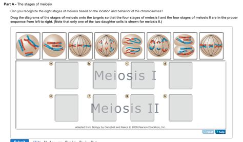 Solved What Are The Stages Of The Cells In Meiosis In The Chegg Hot