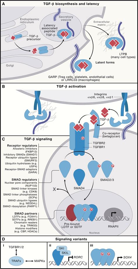 Tgf β Signaling In Health And Disease Cell