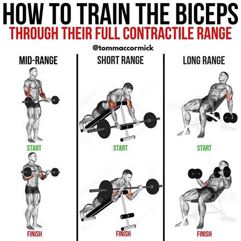 To Fully Stimulate A Muscle You Must Challenge It Across Its Entire