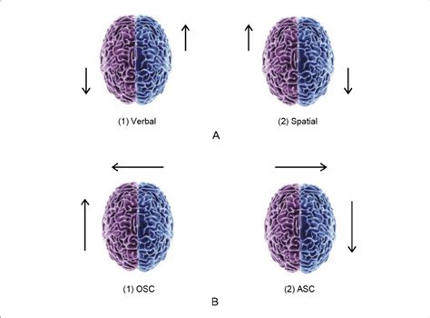 Regional Brain Activation Patterns A Verbal Vs Spatial Tasks B