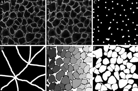 cellsegm a matlab toolbox for high throughput 3d cell segmentation