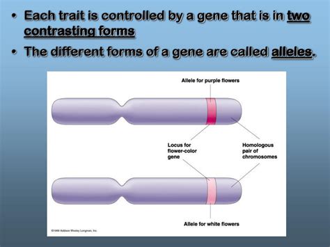 ppt introduction to mendelian genetics powerpoint